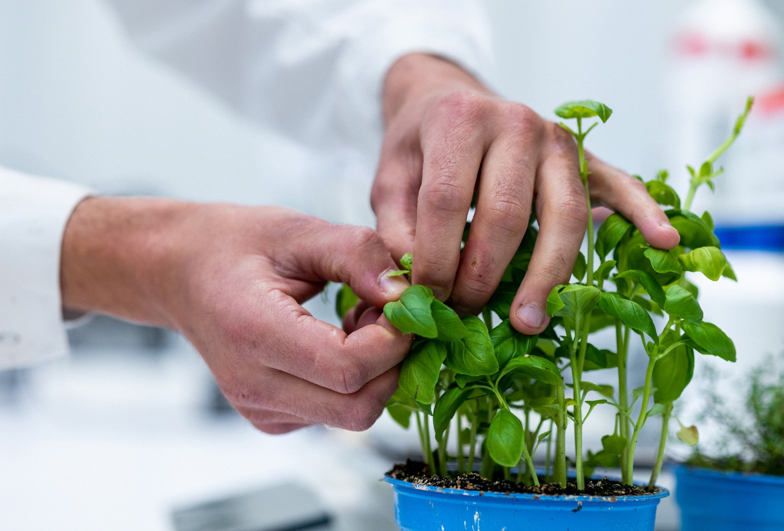 Research - PlantResearch